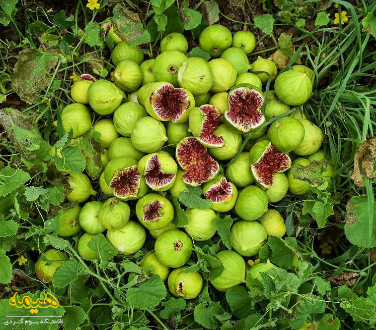 بیشتر از 20 مورد از فواید و معایب انجیر استهبان + خواص درمانی | مجتمع ...